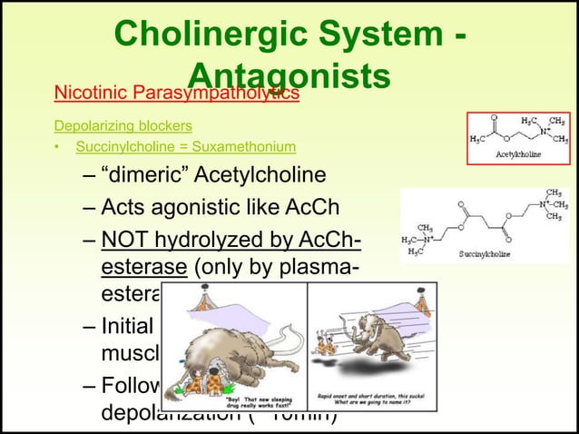 Cholinergic class 4th.ppt