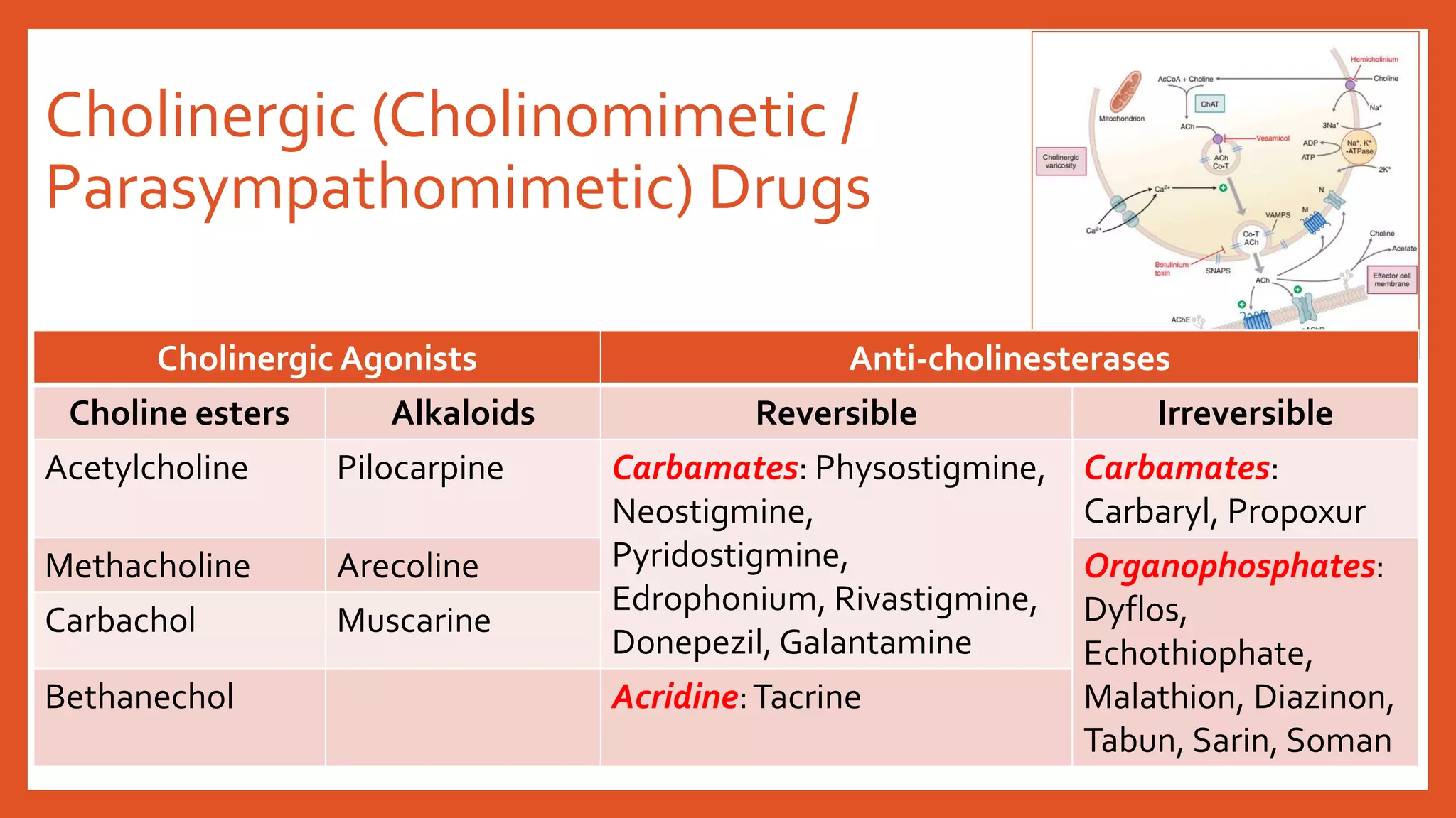 Cholinergic drugs | PPTX