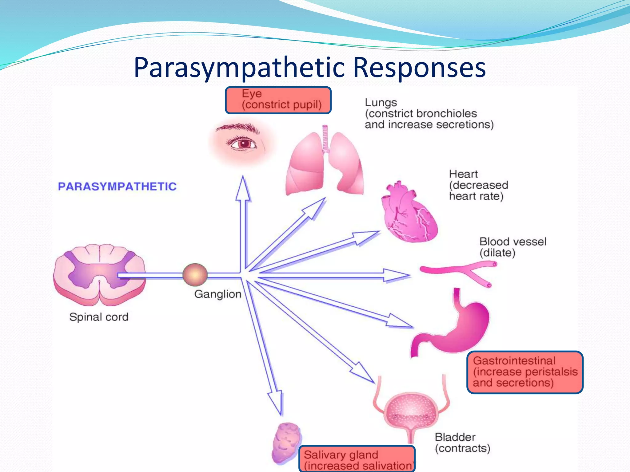 Cholinergic drugs | PPTX | Brain and Nervous System Disorders ...