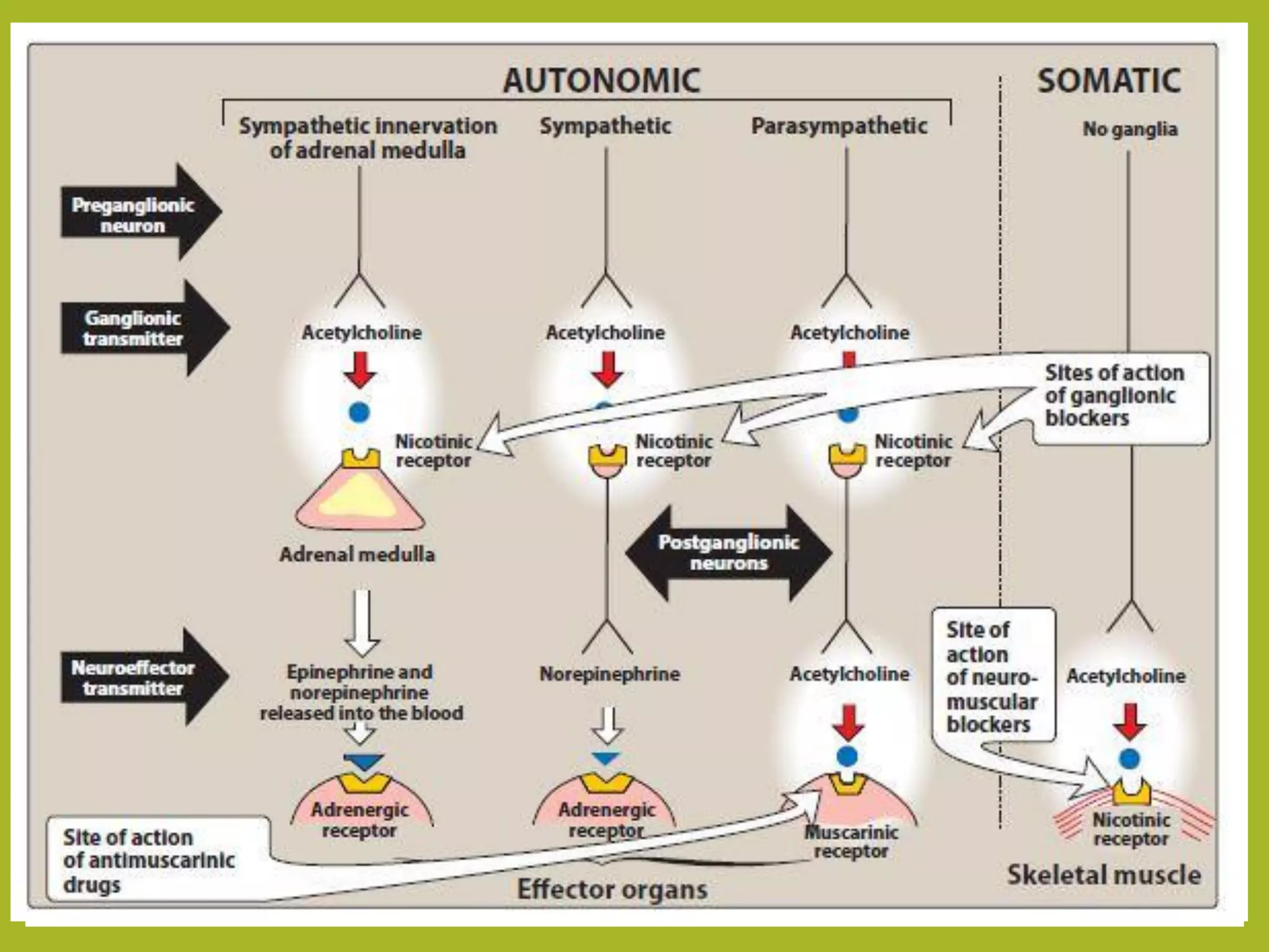 Cholinergic drugs | PDF