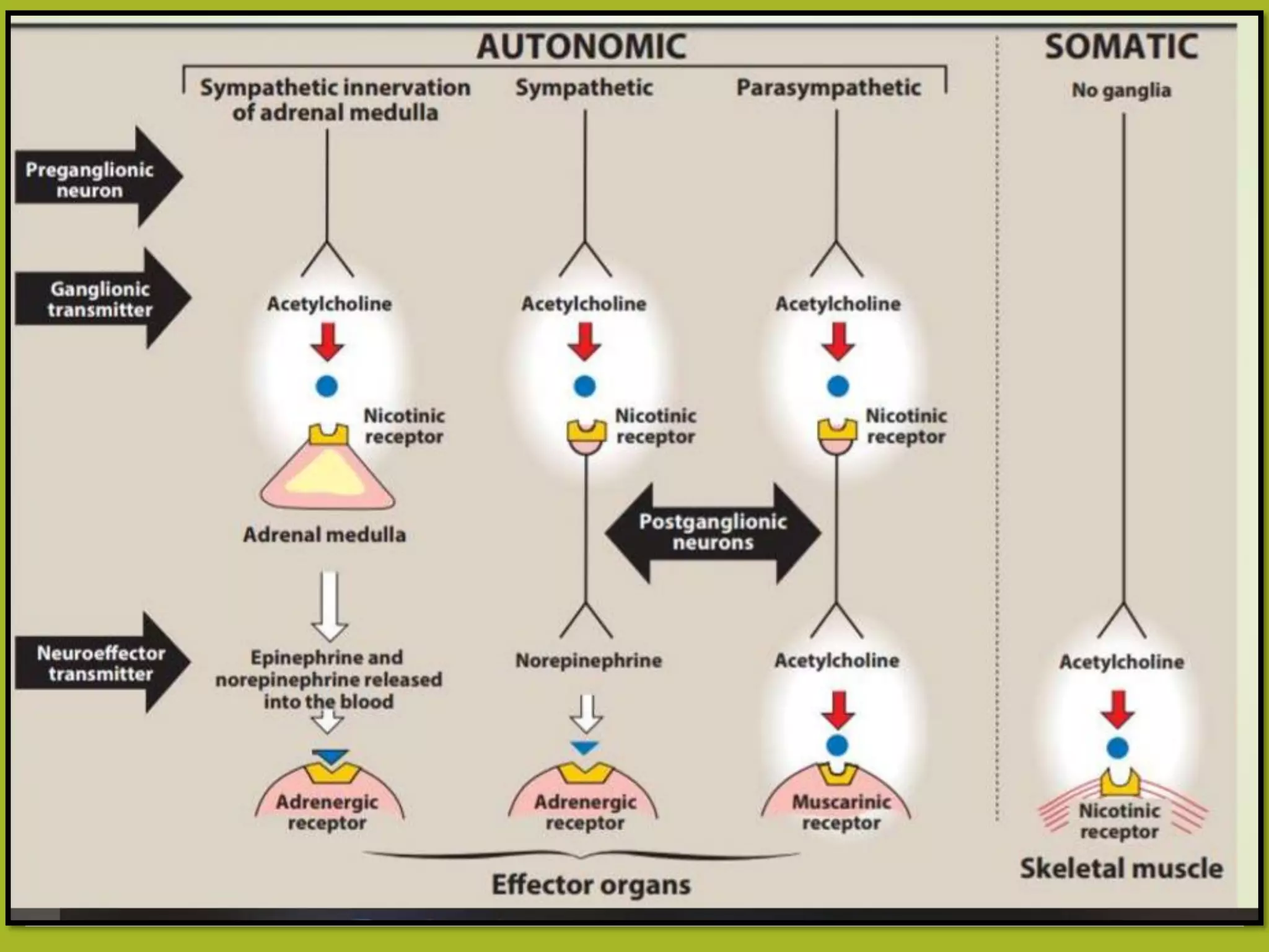 Cholinergic drugs | PDF