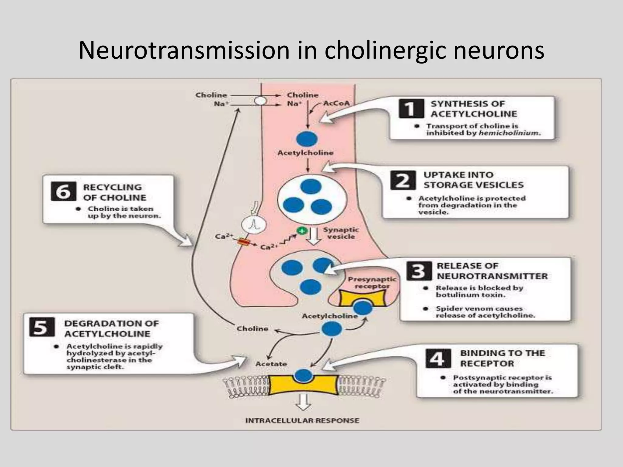 Cholinergic drugs.pptx