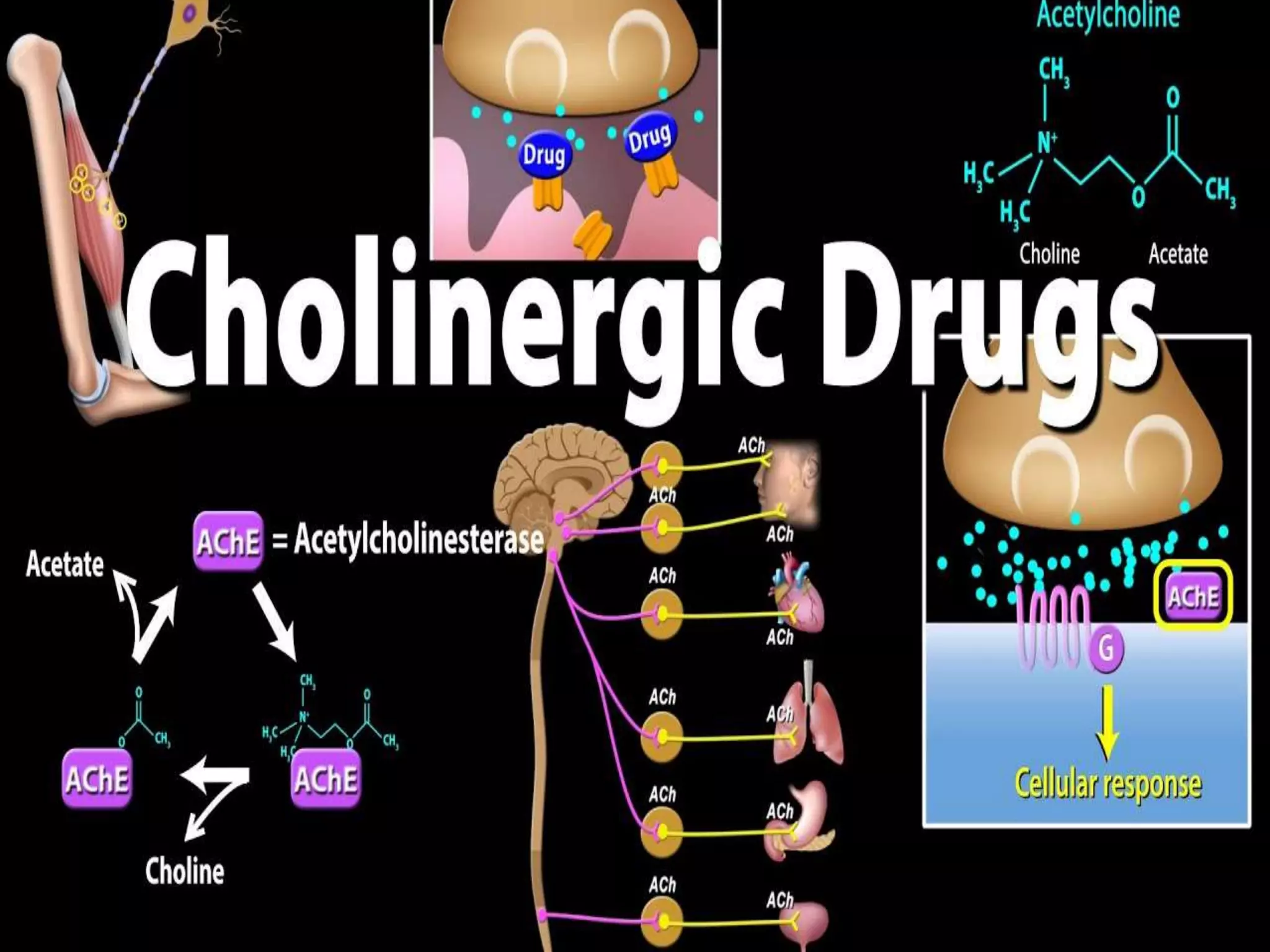 cholinergic drugs _abhijit.pptx