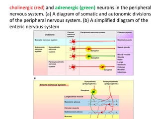 cholinergic drugs theory.pptx