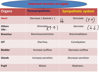 Cholinergic MK GUPTA, ANS, PARASYMPATHATIC PHARMACOLOGY | PPTX