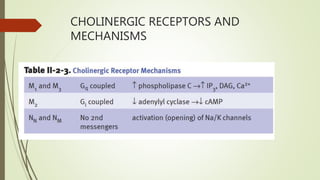 Cholinergic nervous system | PPTX