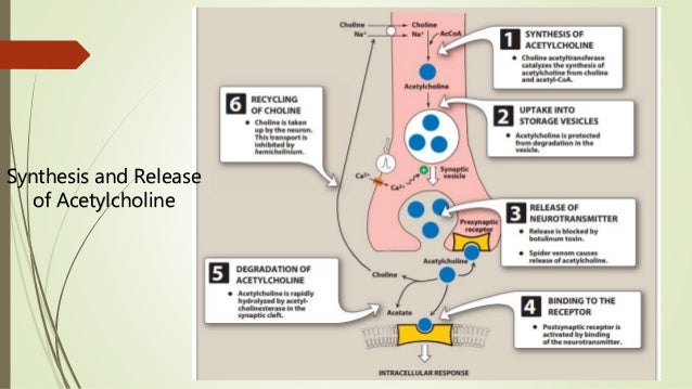 Cholinergic nervous system
