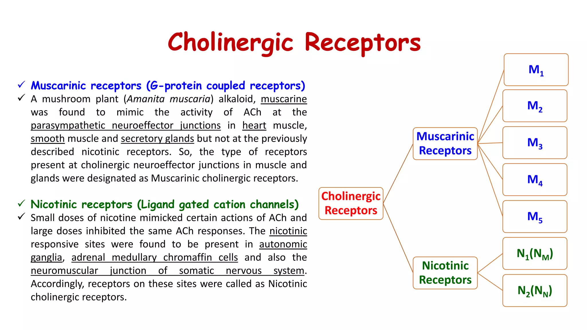 Cholinergic neurotransmission (1) | PPTX