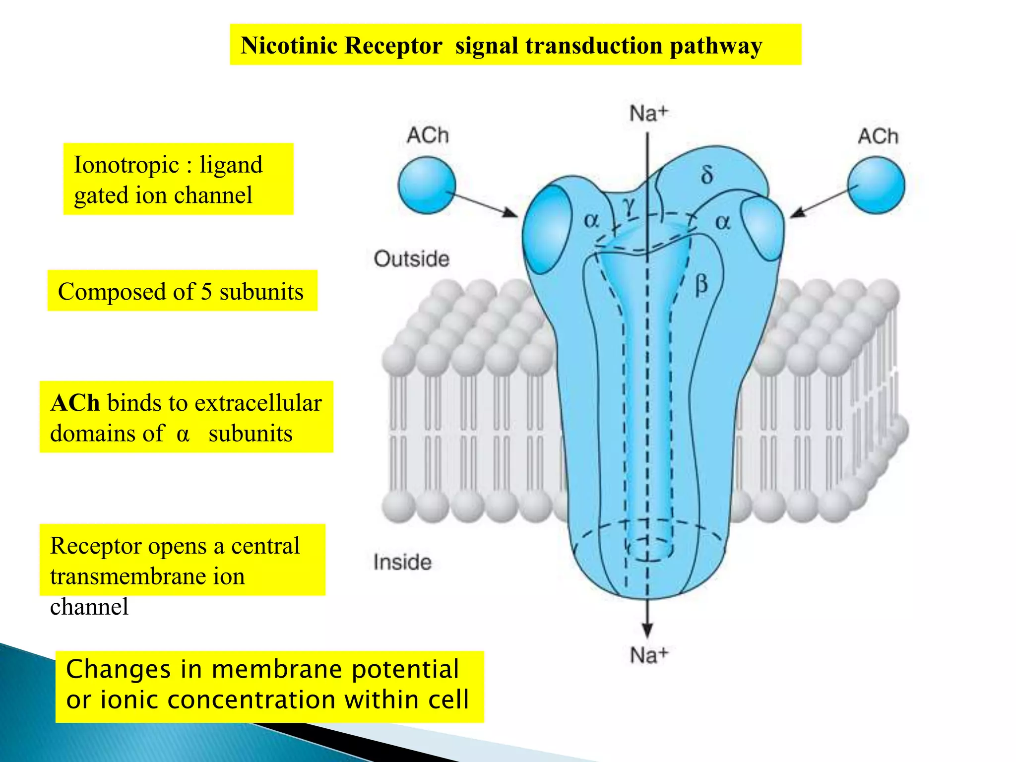 Cholinergic receptors and its modulators(agonists, antagonists etc) | PPTX