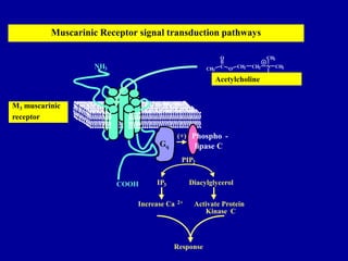 Cholinergic receptors and its modulators(agonists, antagonists etc) | PPT