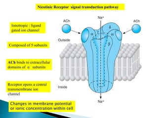 Cholinergic receptors and its modulators(agonists, antagonists etc) | PPTX