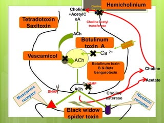 Cholinergics | PPT