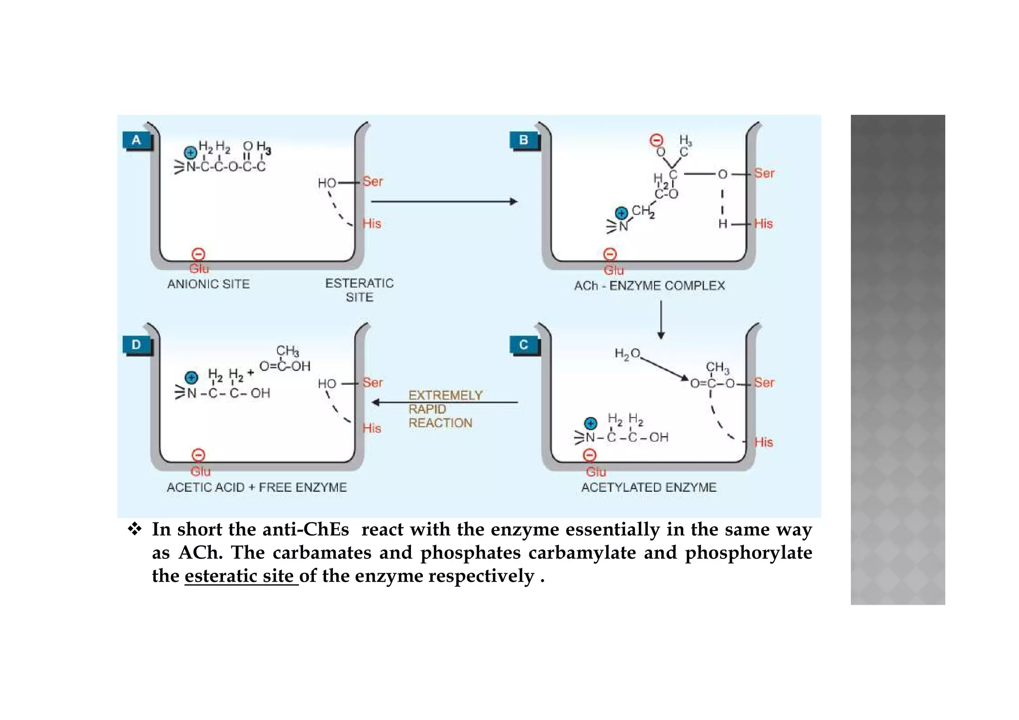 Cholinergics and anti cholinergic drugs | PDF