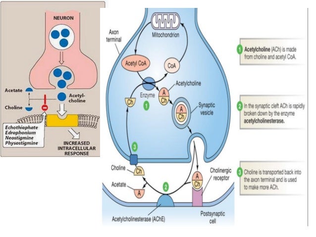 Cholinergic Drugs and Anticholinesterases in Optometry