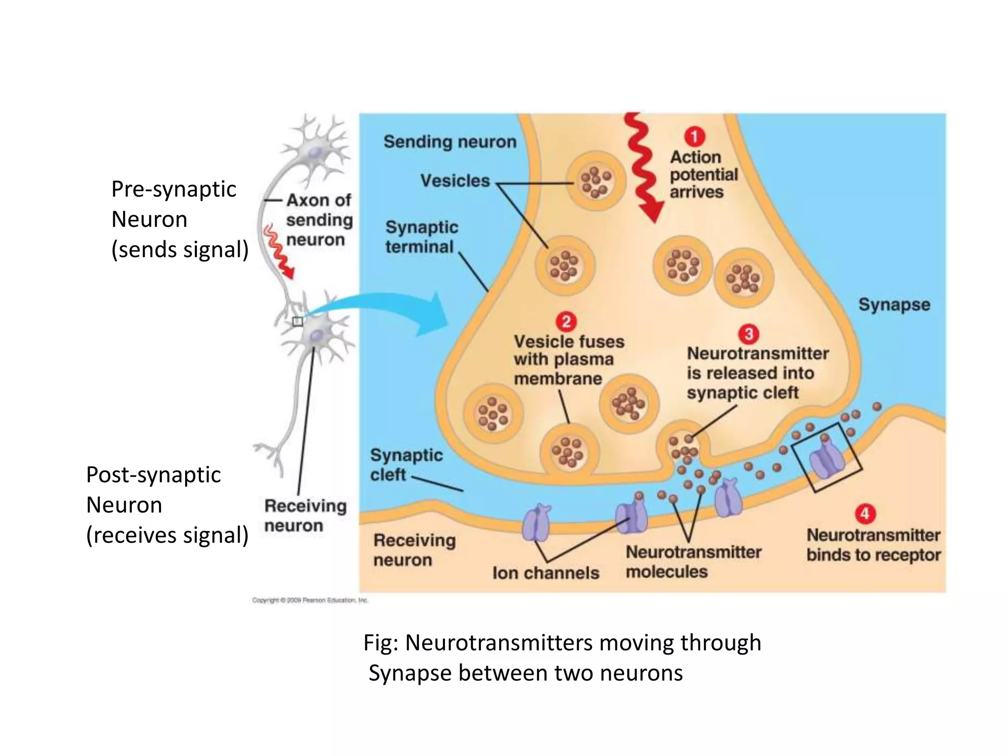 Med chem Lecture on Cholinergics and anticholinesterases | PPTX