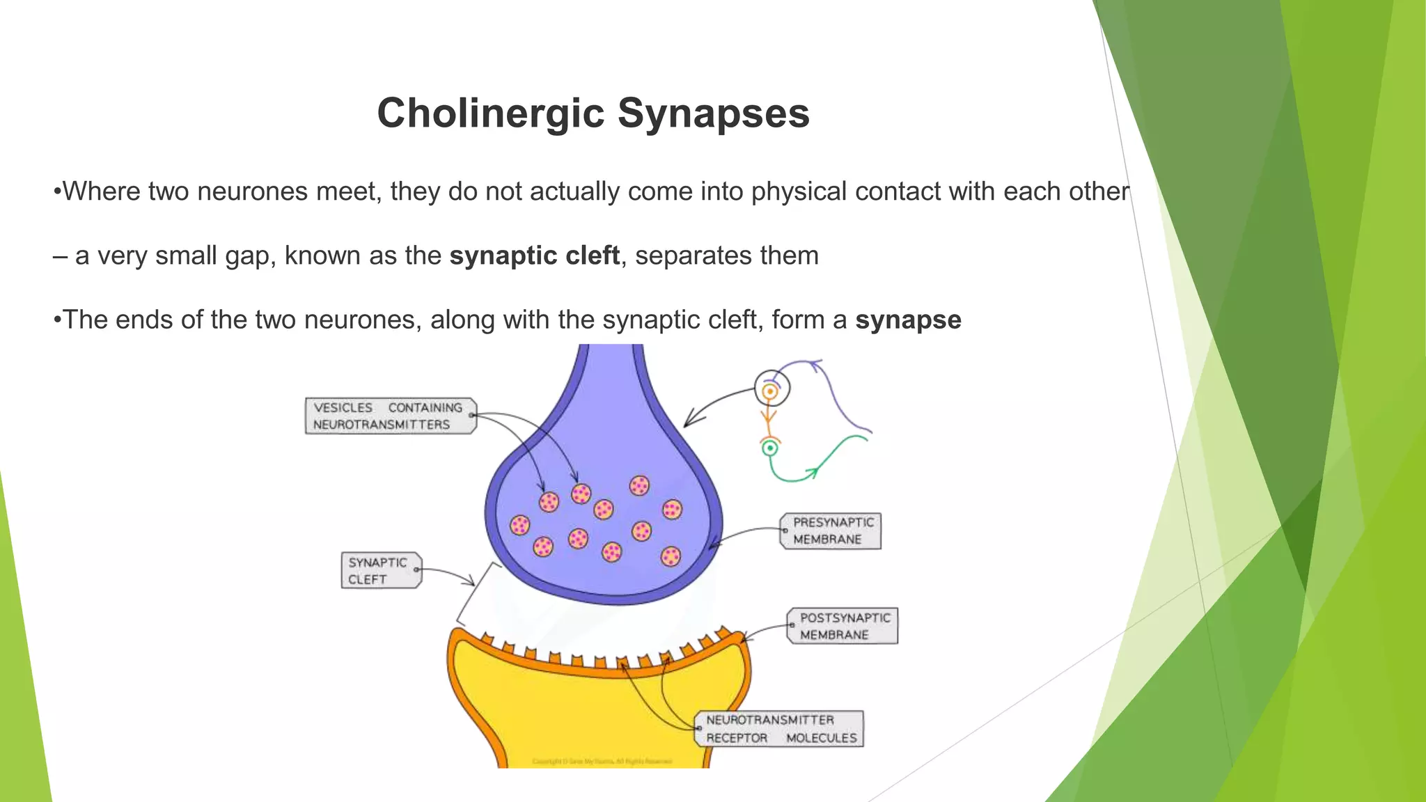 Cholinergic Synapses- cordination and control.pptx
