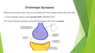 Cholinergic Synapses- cordination and control.pptx