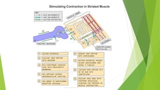 Cholinergic Synapses- cordination and control.pptx