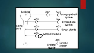 Cholinergic system | PPT