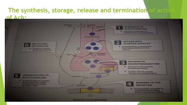 Cholinergic system 1 | PPT