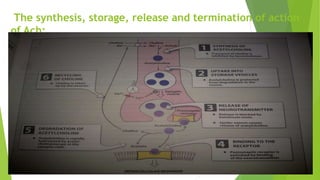 Cholinergic system 1