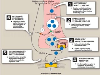 Cholinergic system and drugs | PPTX