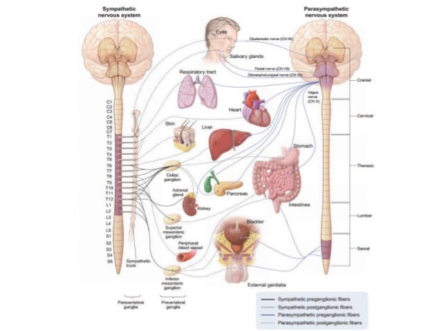Cholinergic system and drugs