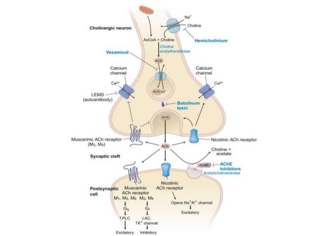 Cholinergic system and drugs