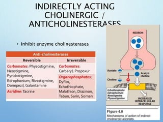 Cholinergic system and Cholinomimetic Drugs by Dr.Pawan | PPTX