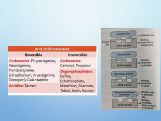 Cholinergic system and Cholinomimetic Drugs by Dr.Pawan | PPTX
