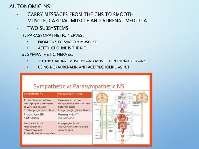 Cholinergic system and Cholinomimetic Drugs by Dr.Pawan | PPTX