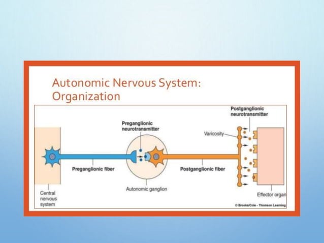 Cholinergic system and Cholinomimetic Drugs by Dr.Pawan | PPTX
