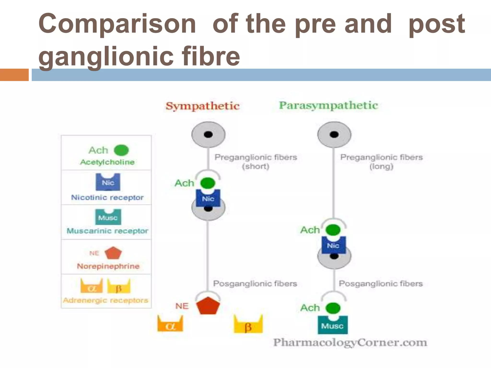 Cholinergic transmission and drugs | PPTX