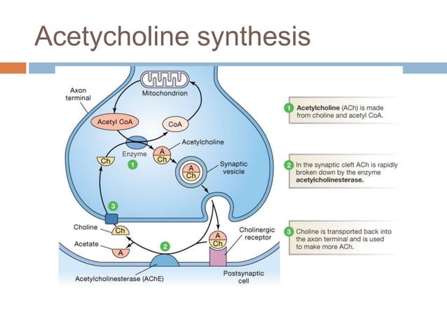 Cholinergic transmission and drugs | PPT