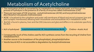 CHOLINERGIC TRANSMISSION bph 23.pptx