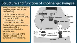 CHOLINERGIC TRANSMISSION bph 23.pptx