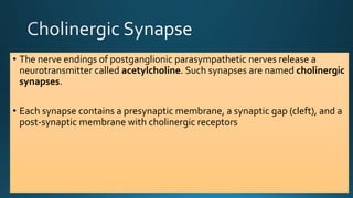 CHOLINERGIC TRANSMISSION bph 23.pptx