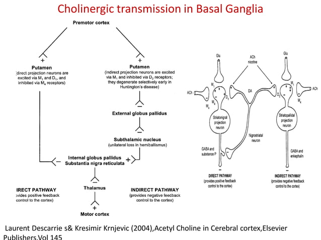 Cholinergic transmission in CNS -An Overview | PPT