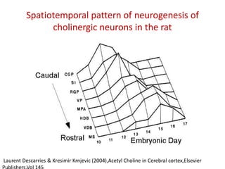 Cholinergic transmission in CNS -An Overview | PPT