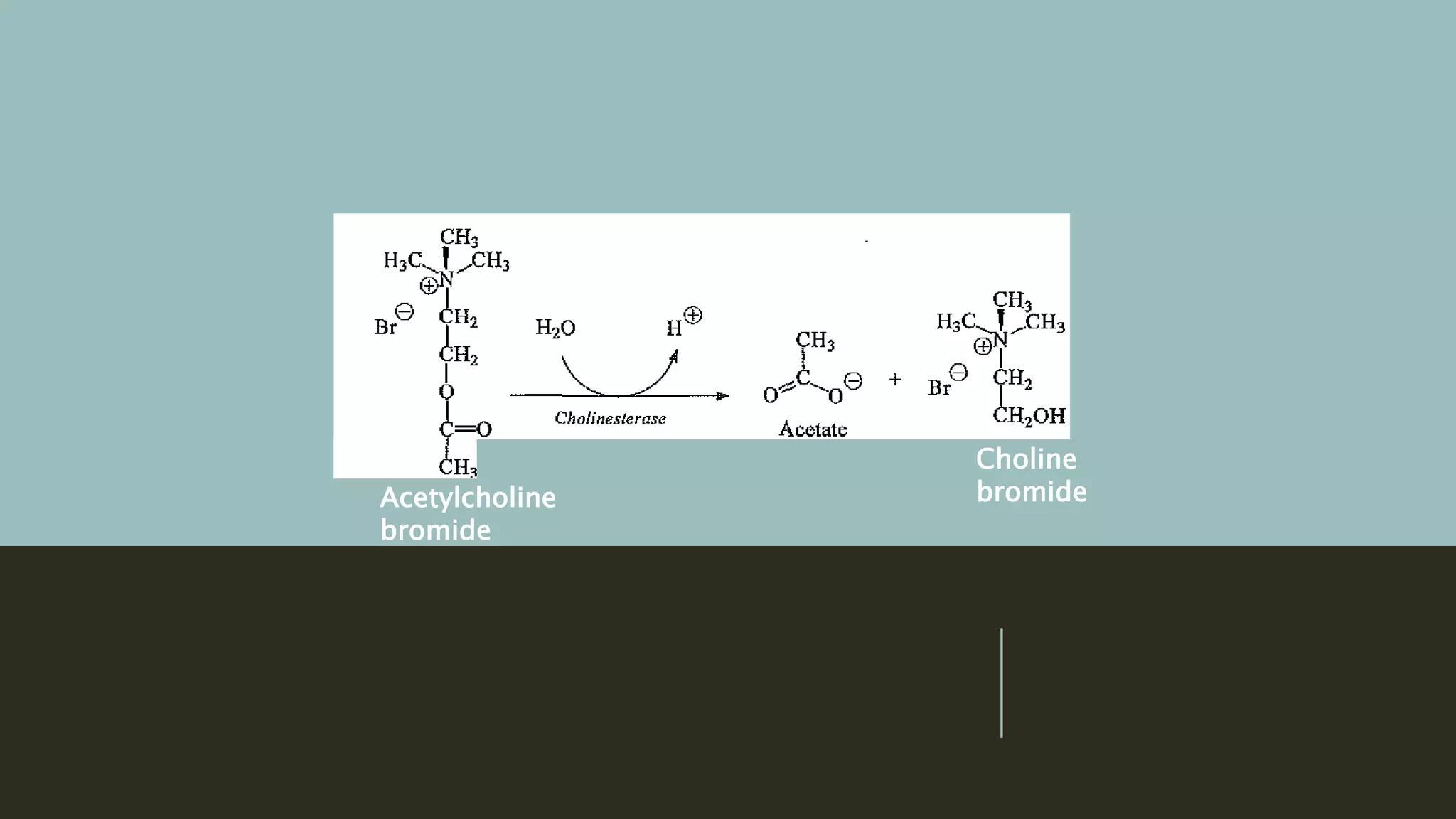 Cholinesterase | PPTX