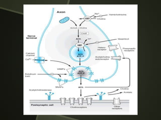 Cholinomimetics | PPT