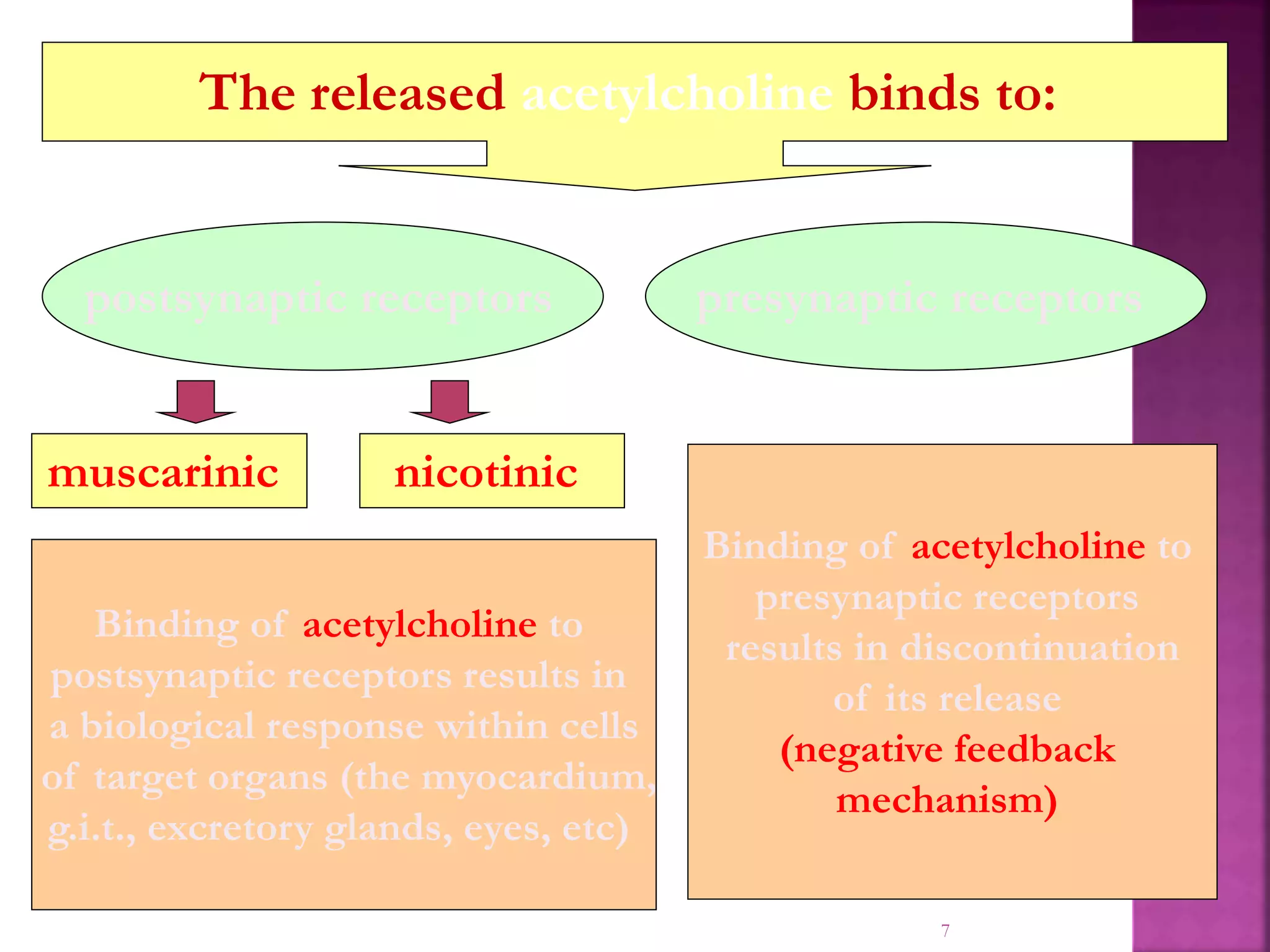 Cholinomimetics | PPT
