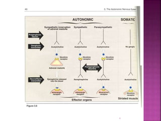 Cholinomimetics | PPT