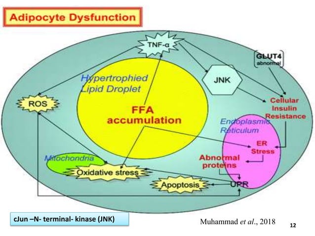 Chlorogenic acid (CGA): A potential Anti-obesity Phytochemical | PPTX ...