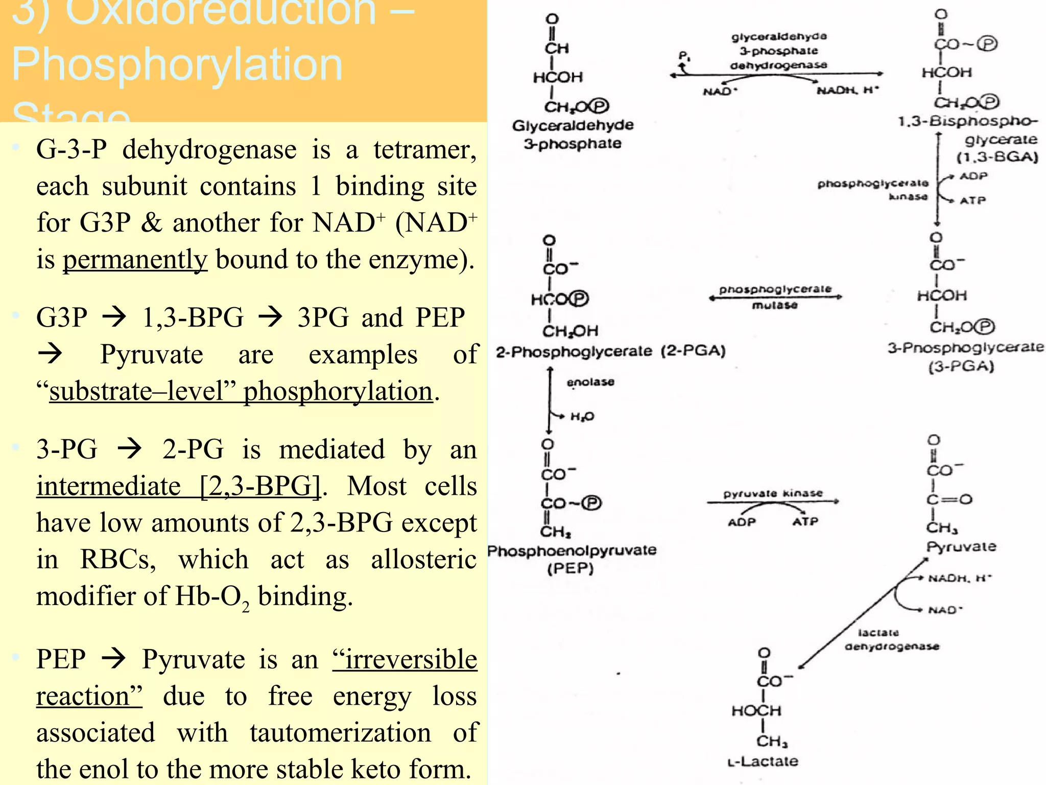 CHO metabolism | PPT