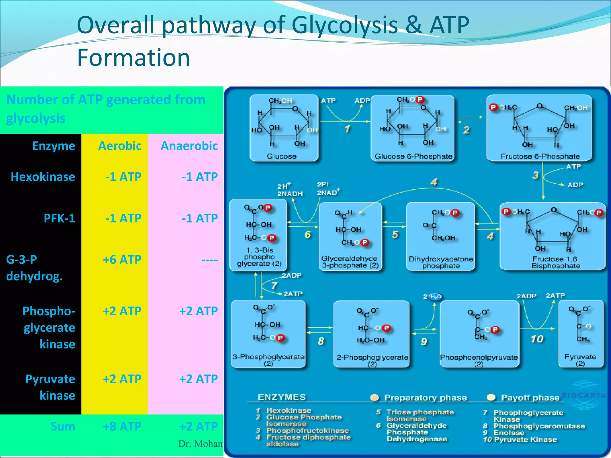 CHO metabolism | PPT