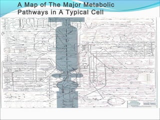 CHO metabolism | PPT
