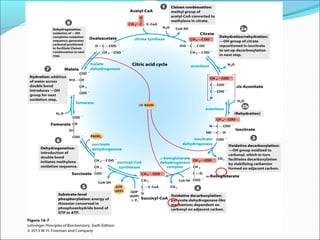 CHO metabolism | PPT