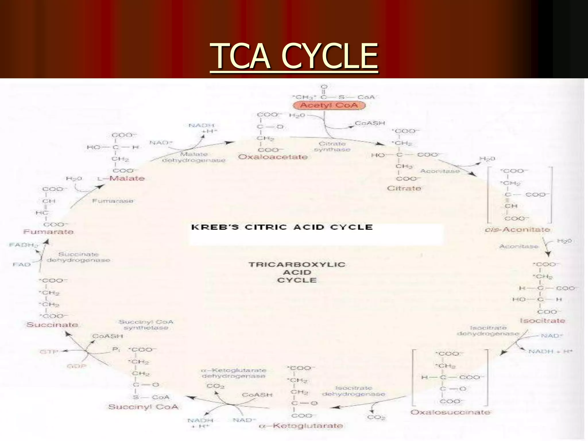 CHO Metabolism.ppt