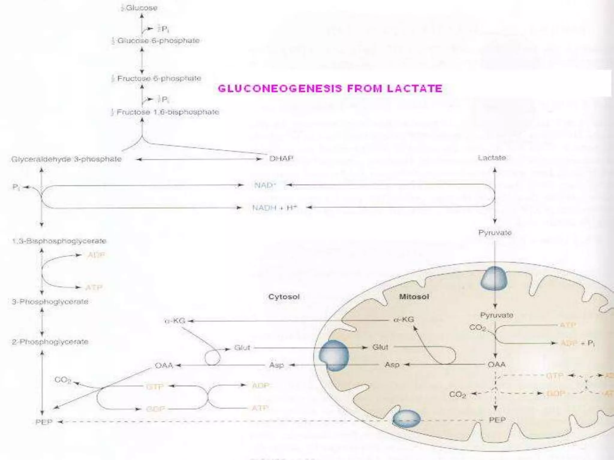 Cho Metabolism Ppt